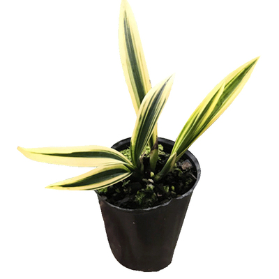 绿植矮种荷瓣盆栽兰花苗