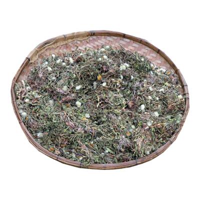 农家新鲜晒蒲公英干货婆婆丁新货