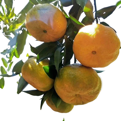 现摘新鲜橘子水果永春芦柑整箱