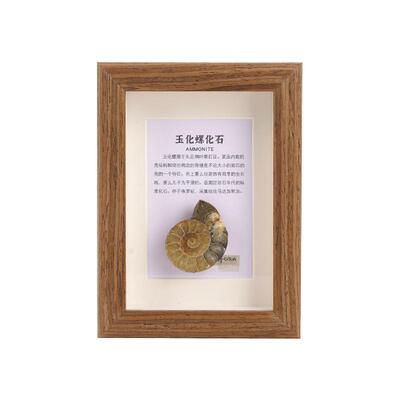 天然化石相框装饰画框古生物标本菊石三叶虫真品装饰画桌面摆件