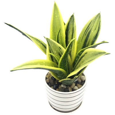 黄金虎皮兰室内客厅吸甲醛绿植