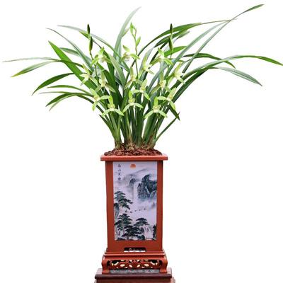 老种四季建兰大凤素带花浓香好养