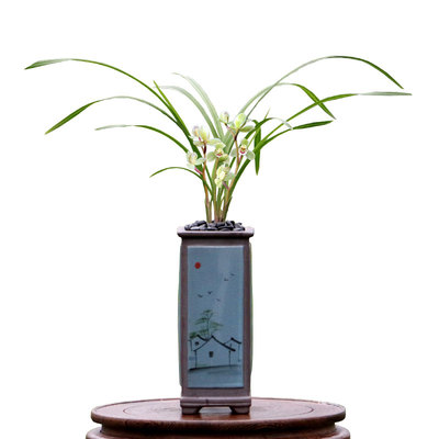 翁源兰花靖荷莲瓣兰浓香好养带花