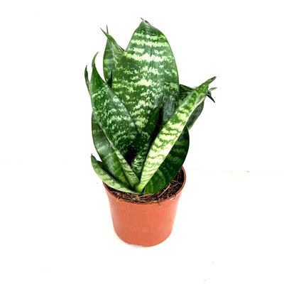 室内外办公桌面易养护金边虎皮兰