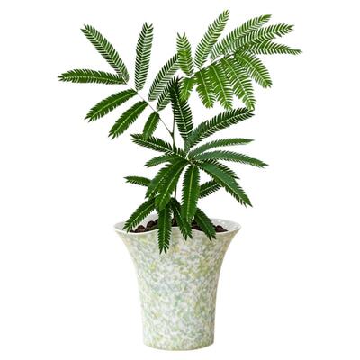 密叶猴耳环害羞猴办公室内客厅桌面绿植盆栽耐阴好养观赏植物摆件