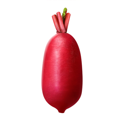 四川种源四季播种红皮萝卜籽种子