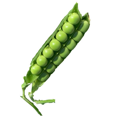 云南新鲜甜脆豌豆长寿豆富硒健康