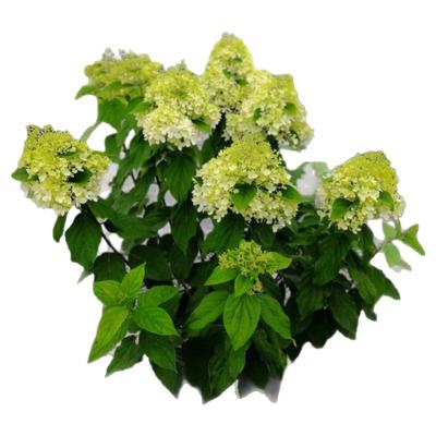 新品圆锥绣球花苗香草草莓石灰灯