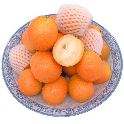 老品种油皮金桔护嗓缓咳新鲜现发