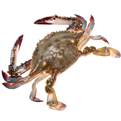 青岛野生特大活梭子蟹顺丰