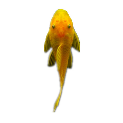 24k大胡子工具鱼清道夫除藻