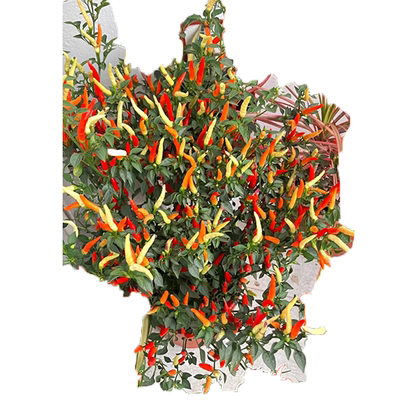 朝天椒种籽小米辣椒种孑四季秧苗