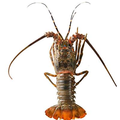 【保活到家】鲜活大青龙虾