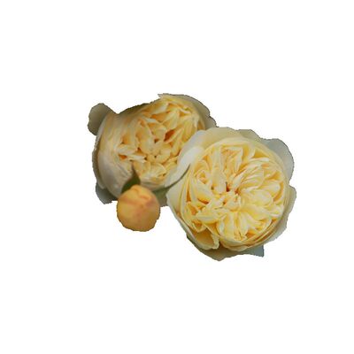 老园丁萤火虫黄色丰花月季盆栽