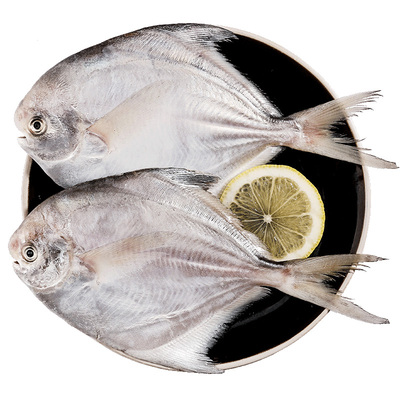 舟山海鲜白鲳鱼新鲜水产大海鱼