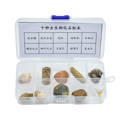 天然古生物化石标本套装