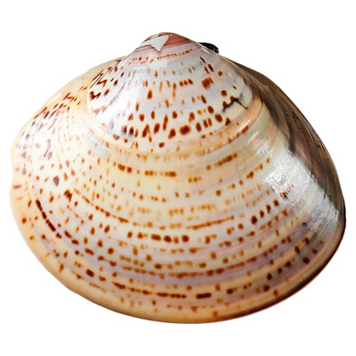 老上海蛤蜊油护手霜冬天防冻必备