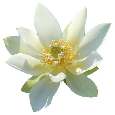新品种《君子》微莲苑姜永慧