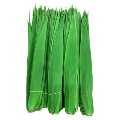 现摘野生粽子新鲜芦苇叶