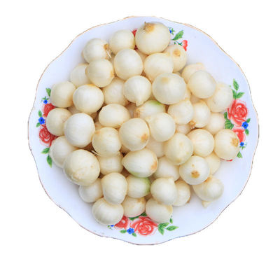 种子野葱籽种盆栽蔬菜种籽大脑瓜