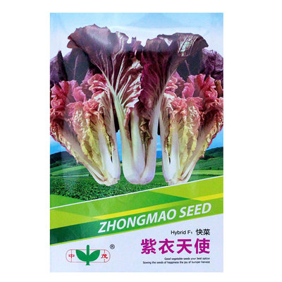 快菜种子紫色菜种小白菜春季