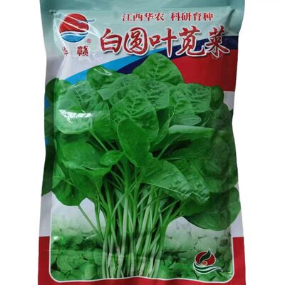 高产种子华农白圆叶苋菜