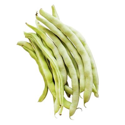 九粒白芸豆种子豆角种籽四季蔬菜