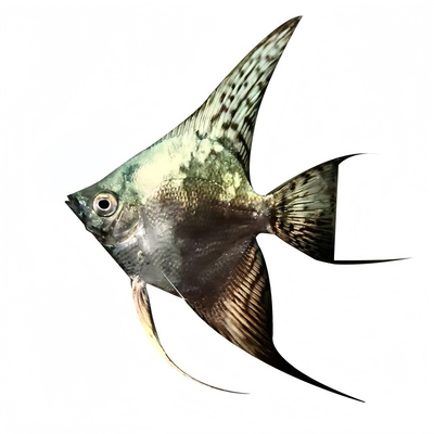 神仙燕鱼集锦斑马埃及燕鱼活体