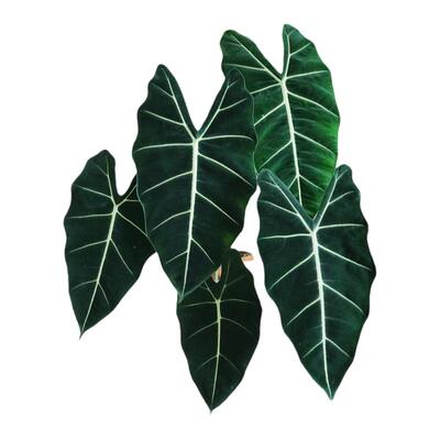 绿天鹅绒海芋进口网红绿植