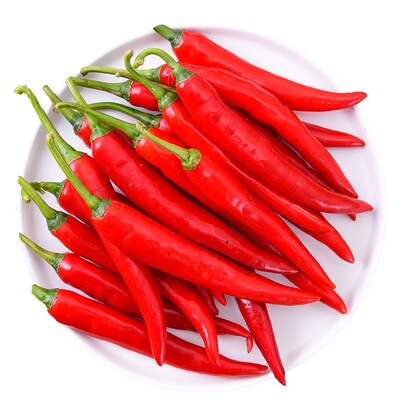 正宗美人椒苗子阳台盆栽