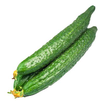 高产黄瓜种子高产耐热黄瓜种子