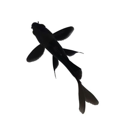 好养易活草金鱼黑草黑色鱼