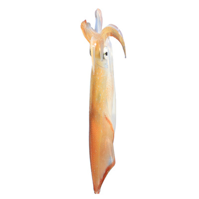 东山岛大管鱿鱼手钓刺身火箭枪鱿