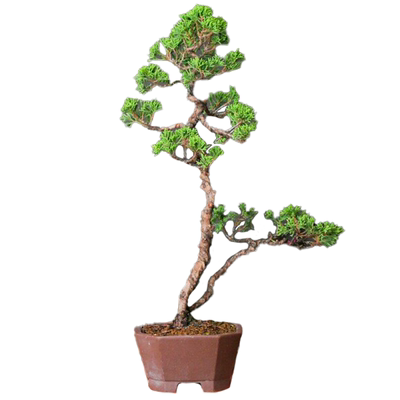 一物一拍系鱼川真柏造型盆景