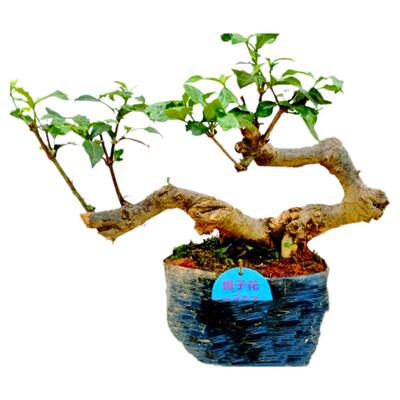 一物一拍直播选造型盆景老桩