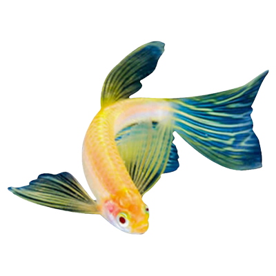 小型长尾斑马鱼冷水鱼满额包顺丰