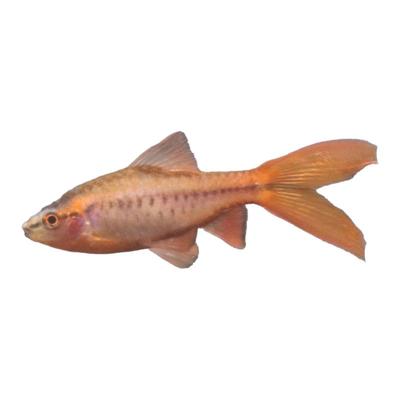 长尾红玫瑰樱桃灯鱼热带观赏鱼