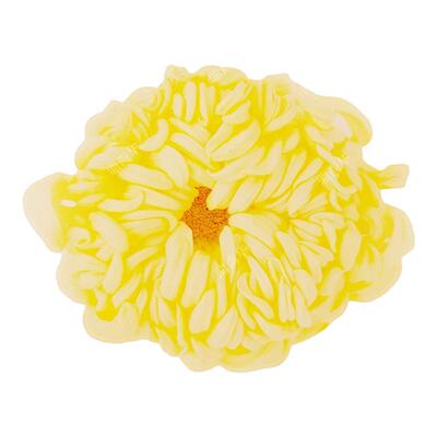 新鲜冰芯糖菊2025新品