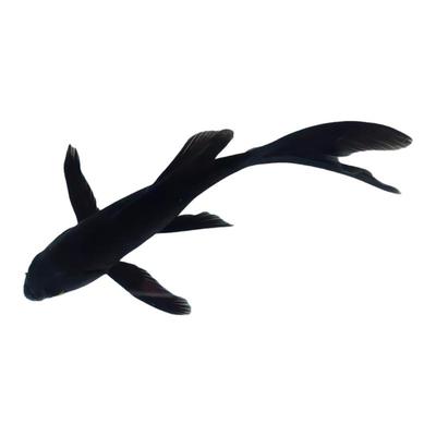 乌金锦鲤黑色锦鲫苗小金鱼