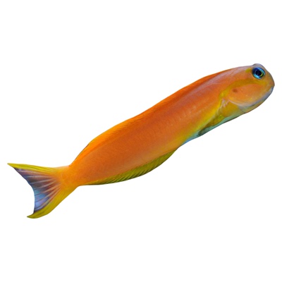 翻沙生物海水鱼虾虎钻石哨兵