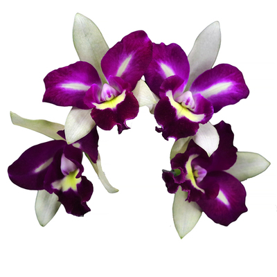 兰花番茄雅韵堂卡特兰洋兰