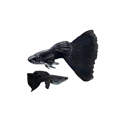 木炭黑孔雀鱼观赏小型热带鱼