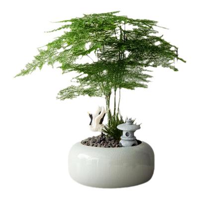 文竹小盆栽耐阴绿植中式禅意室内