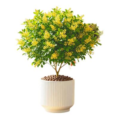 香水米兰花盆栽带苞浓香驱蚊好养