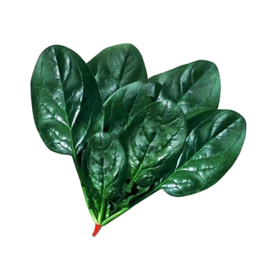 趴地菠菜种子耐寒高产抗病抗虫