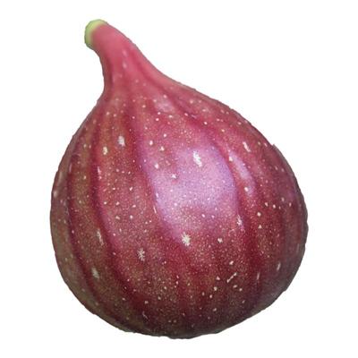 无花果苗裸根地栽姬红芭劳奈bnr