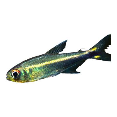 哥伦比亚梅塔灯鱼南美热带草缸