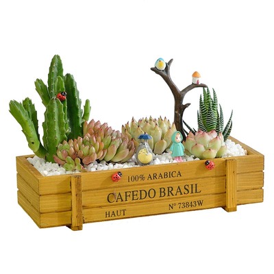 多肉组合盆栽活动DIY材料