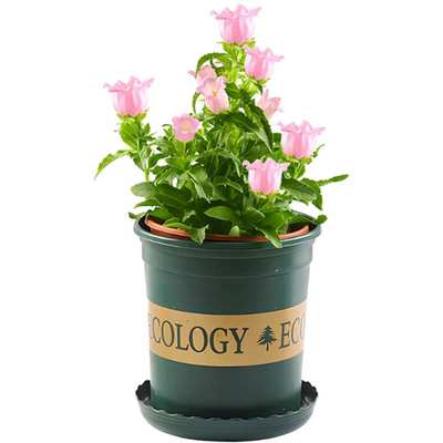 风铃花种子风铃草室外庭院景观花海室内阳台盆栽四季易种花卉种籽