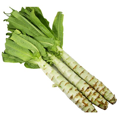 莴苣种子蔬菜庭院阳台耐热四季